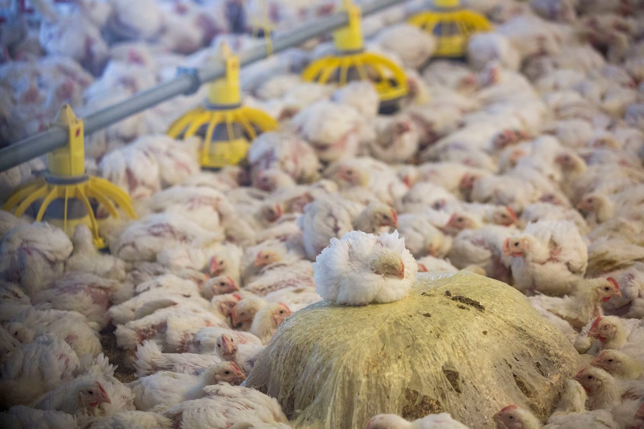 In photos: Inside a UK megafarm | TBIJ